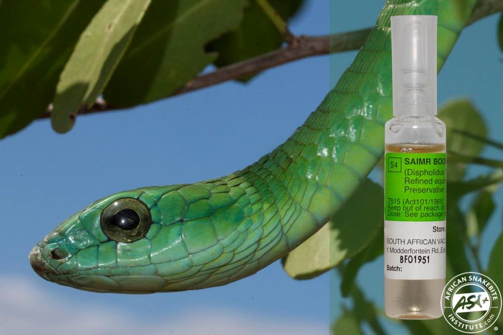 Everything you need to know about antivenom – FGASA