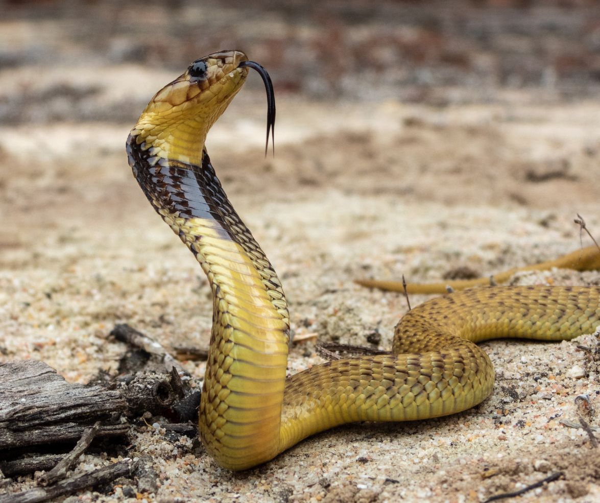 Snake bite safety and treatment – for the non-experts – FGASA