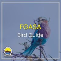 Certifications – FGASA