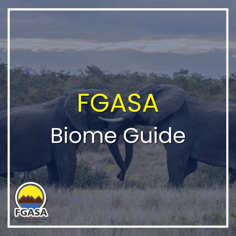 Certifications – FGASA